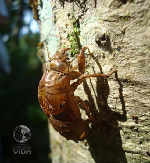 O que são exúvias? | Expedição Vida