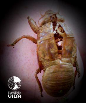 O que são exúvias? | Expedição Vida